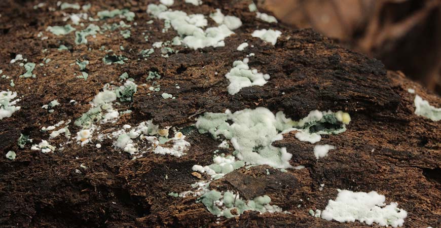 How Mold Grows and More: Your Mold Questions Answered - Wet & Forget Blog