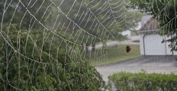 What to Do When Spiders Get Inside Your Home - Wet & Forget Blog