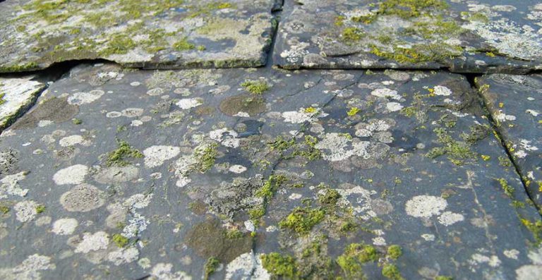 How to Easily Remove Lichen on Outdoor Surfaces - Wet & Forget Blog