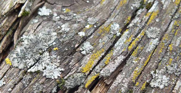 How to Easily Remove Lichen on Outdoor Surfaces - Wet & Forget Blog