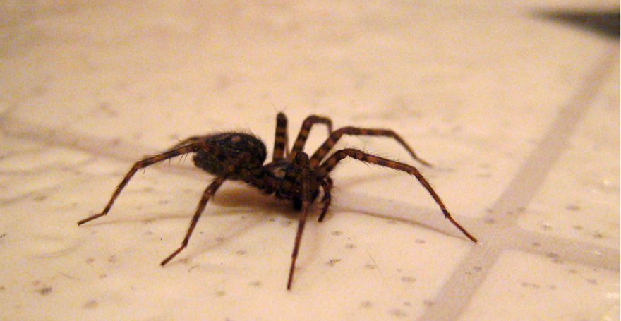 How To Keep Spiders Out of Your Home this Fall - Wet & Forget Blog