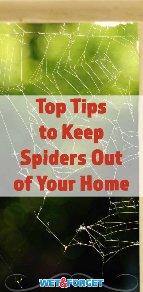 How To Keep Spiders Out of Your Home this Fall - Wet & Forget Blog