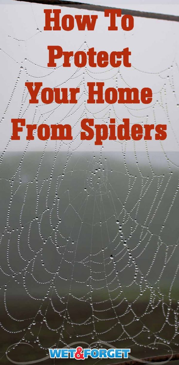 24 Surfaces to Protect from Spiders with Miss Muffet’s Revenge - Wet ...