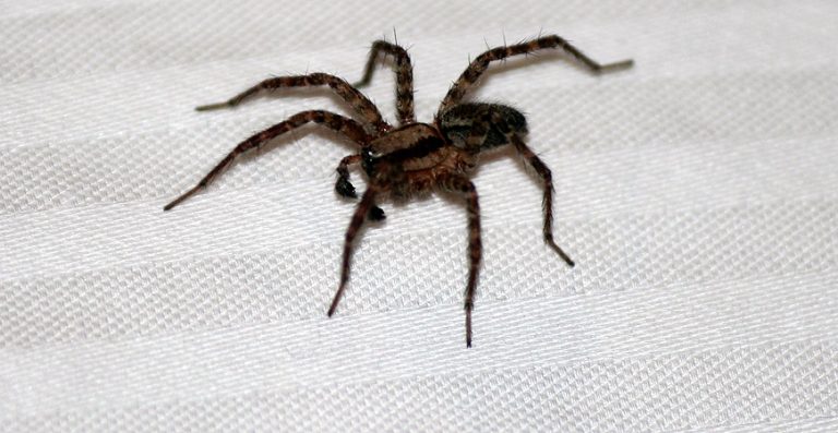 Fall Spiders: How They Get Inside and How To Get Rid of Them - Wet ...