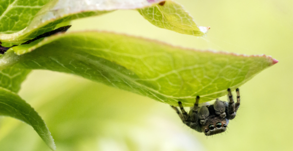 Fall Spiders: How They Get Inside and How To Get Rid of Them - Wet ...